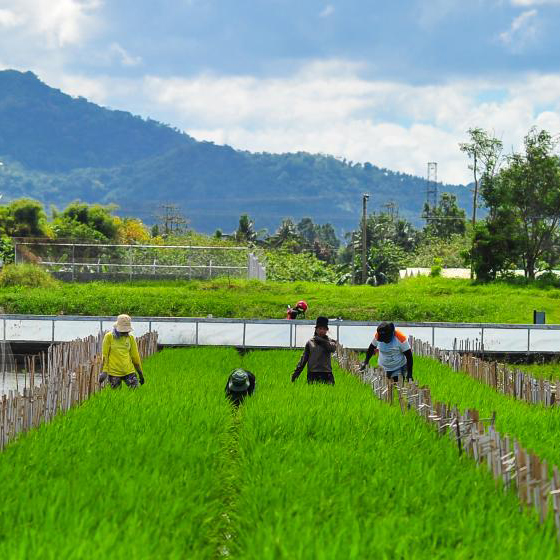 International Rice Research Institute - Global Cultural Adventurers