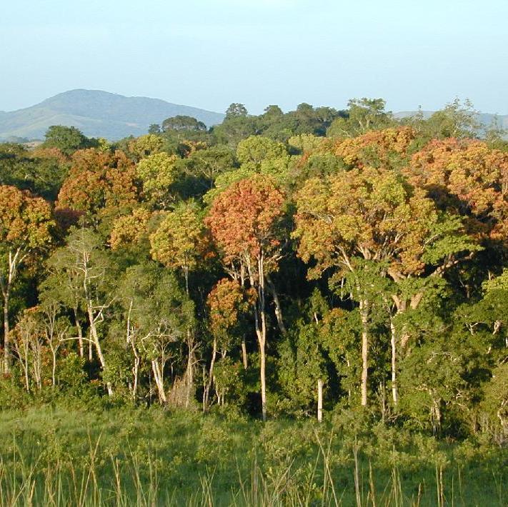 International Society of Tropical Foresters - Global Cultural Adventurers