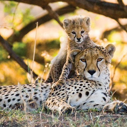 Cheetah Conservation Fund (CCF) - Global Cultural Adventurers